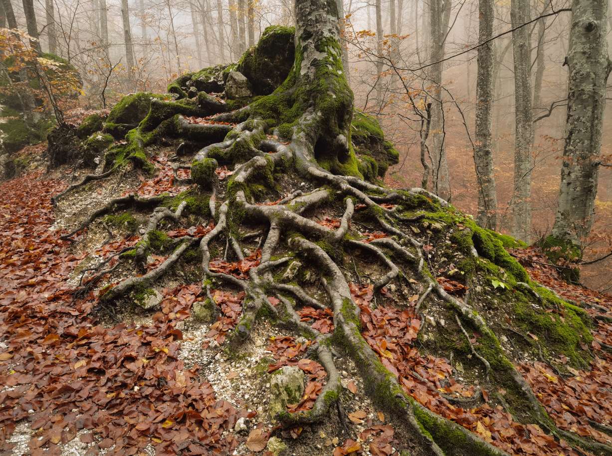 Preventing Tree Root Damage from Falling Leaves in the Autumn